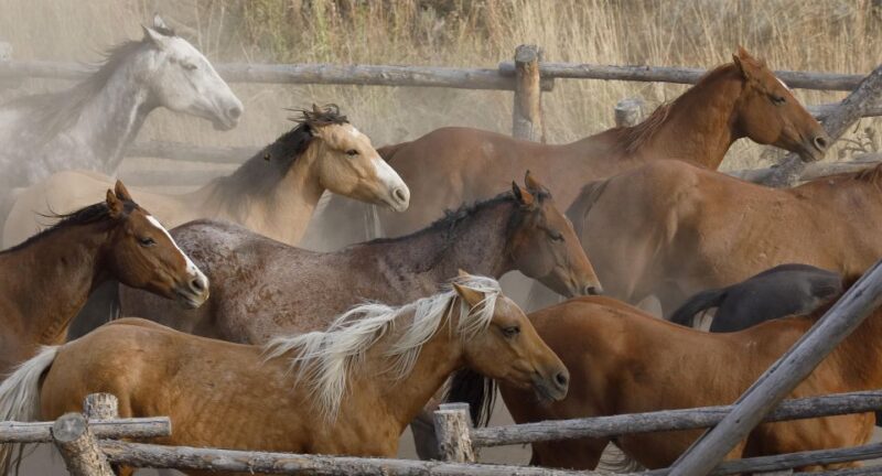Jackson Hole: Bridger-Teton National Forest Horseback Ride - Authenticity and Customer Feedback