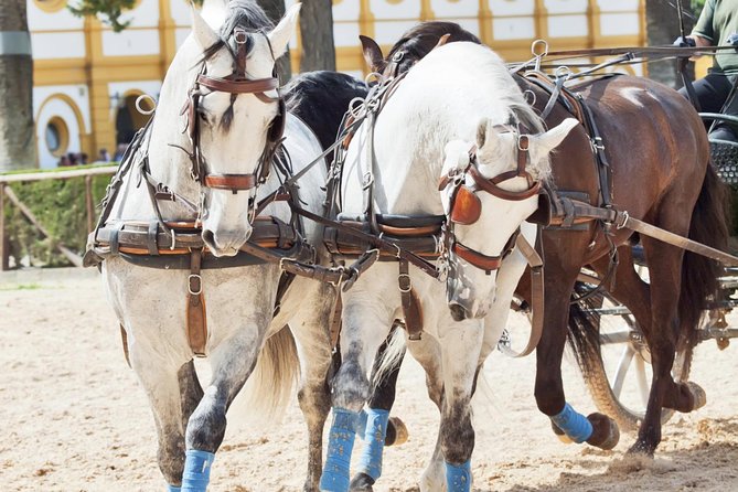 Jerez & Cadiz Winery With Tasting & Opt Horse Show From Seville - Customer Experiences and Feedback