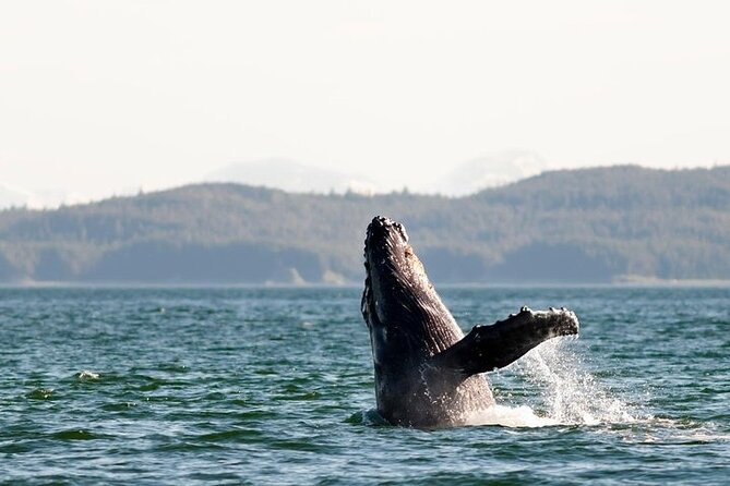 Juneau Wildlife Whale Watching & Mendenhall Glacier - Additional Considerations