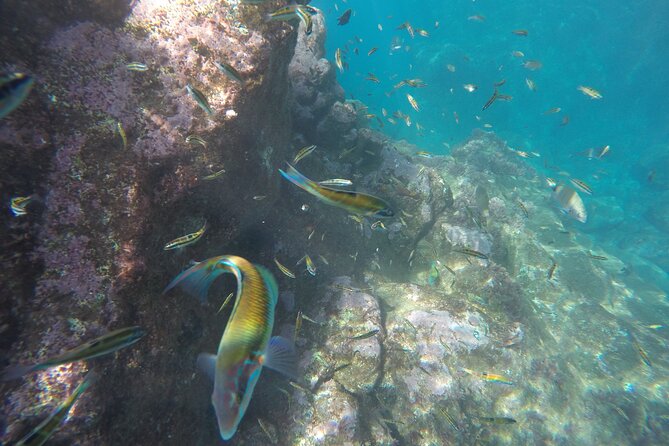 Kayak and Snorkeling Tour in Underwater Nature Reserve Garajau - Exploring the Underwater Nature Reserve