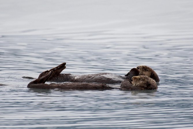 Kenai Fjords Orca Quest Cruise - Pricing and Booking Information