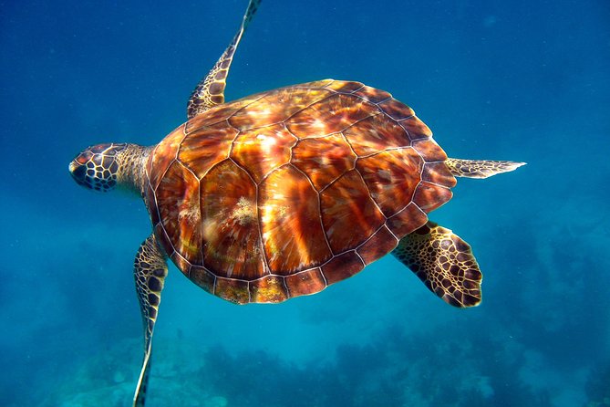 Key Largo Snorkeling Tour - Rental Mask, Fins and Vest INCLUDED - Customer Feedback and Suggestions