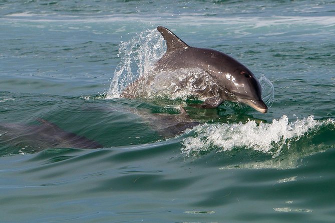 Key West Dolphin and Snorkel Experience - What to Expect During the Tour