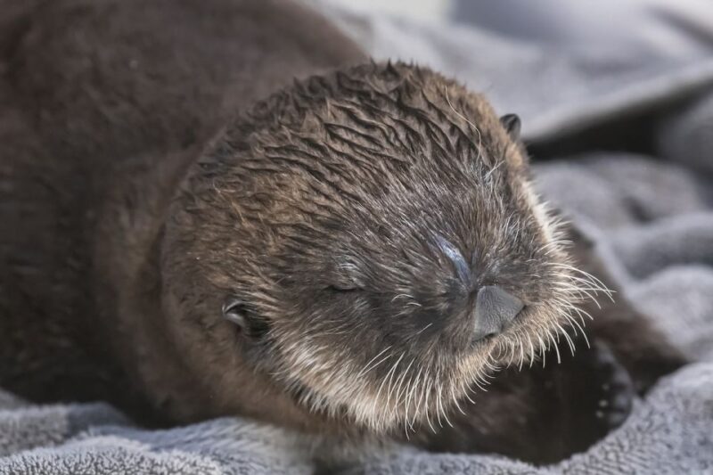 LA: Aquarium of the Pacific Skip-the-Line Entry - FAQs