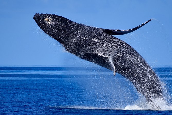 Late-Morning Whale Watch from Kawaihae - The Sum Up