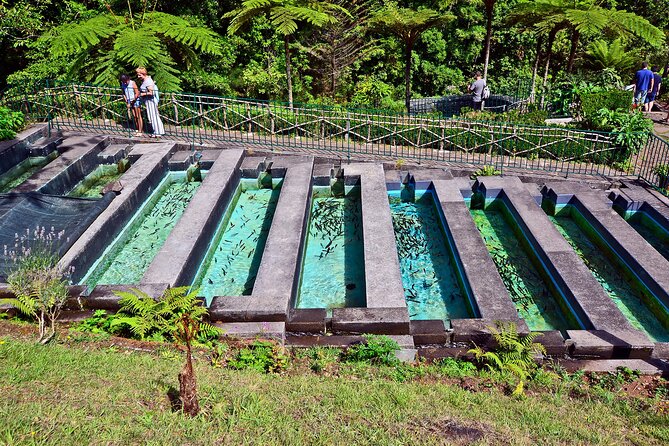 Levada Walk From Ribeiro Frio to Portela - Customer Experience and Reviews