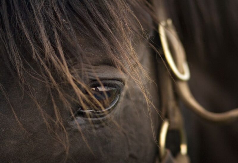 Lexington: Thoroughbred Horse Farm Tour and Scenic Bluegrass - Price and Value