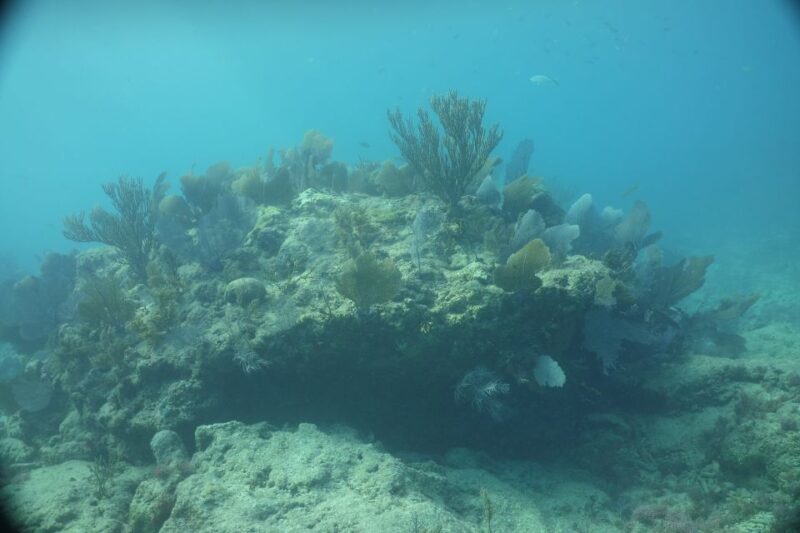 Lower Grand Lagoon: Panama City Beach Guided Snorkeling Tour - The Sum Up