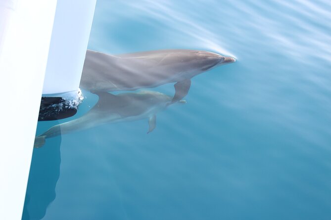 Magic Dolphin Celebrity - Securing Your Spot for an Unforgettable Experience