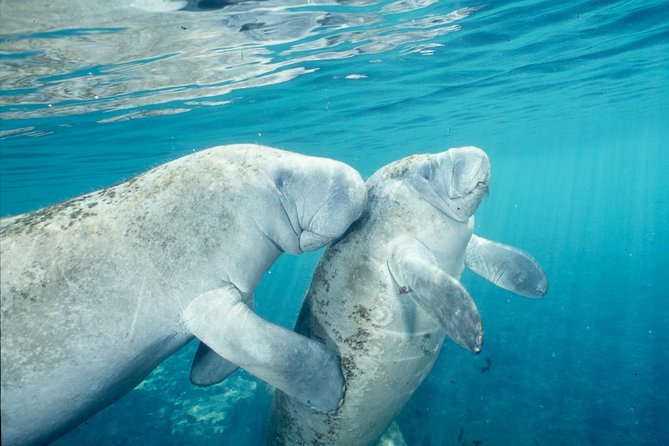 Manatee Swim and Wildlife Park With Upgrade Options From Orlando - Preparing for the Tour