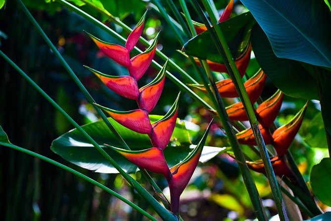 Manoa Waterfall Hike From Waikiki With Healthy Lunch Included - Accessibility and Recommended Attire