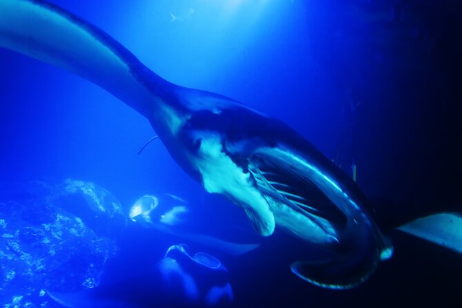 Manta Ray Night Snorkel Experience of a Lifetime - Frequently Asked Questions