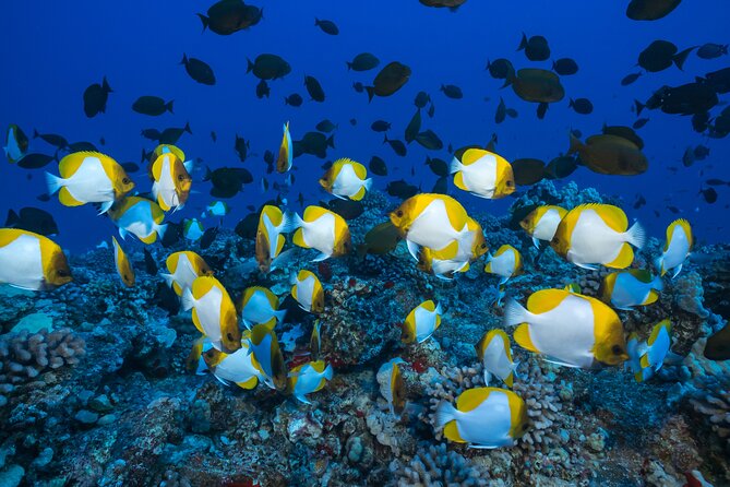 Maui Snorkel & Slide - Who Will Love This Tour