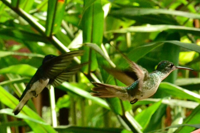 Mindo Cloud Forest Full Day Tour From Quito - Frequently Asked Questions