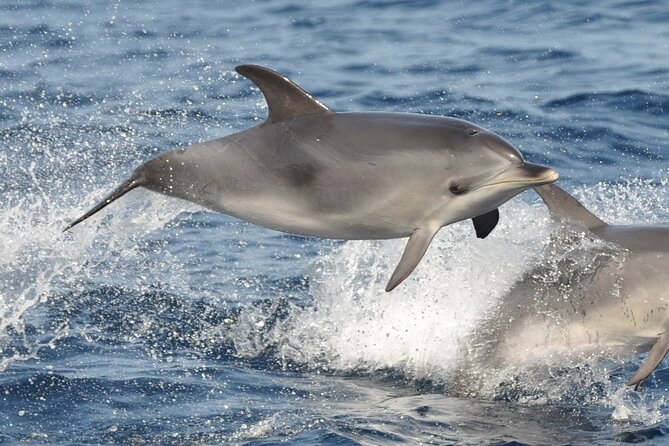 Morro Jable: 2 Hours Magic Dolphin & Whale Watching With Drinks & Swim Stop. - Guest Reviews and Feedback