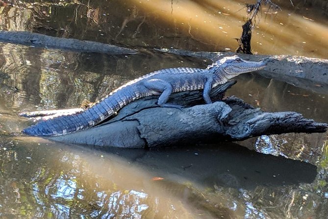 New Orleans City/Cemetery and Swamp Full-Day Tour - Traveler Feedback and Reviews