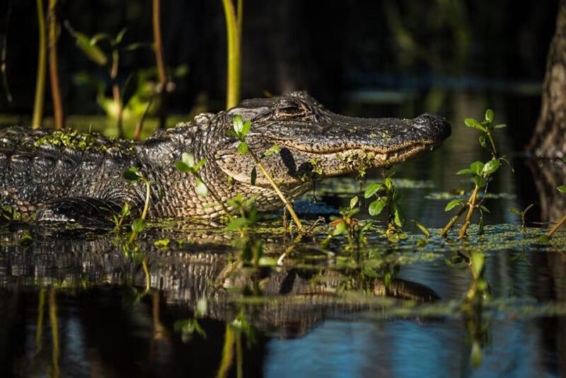 New Orleans: Manchac Magic Kayak Swamp Tour - Who Will Love This Tour?