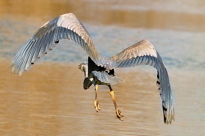New Orleans Swamp and Bayou Sightseeing Tour with Transportation - Guides and Narration