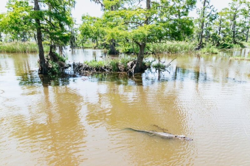 New Orleans: Swamp & Bayou Boat Tour with Transportation - Authenticity and Real Experiences