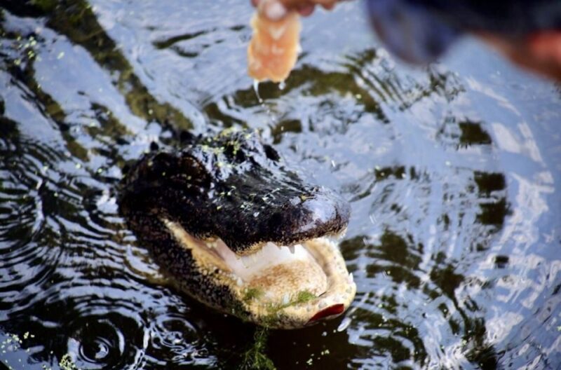 New Orleans: Swamp Tour on Covered Pontoon Boat - Who Should Consider This Tour?