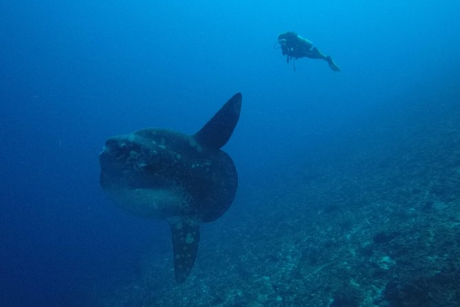 Nusa Penida Day Trip for 3 dives - FAQs
