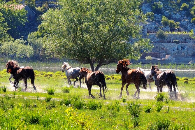 Podgorica Historic, Safari and Winery Tour - Skadar Lake and River Crnojevica - Guest Reviews and Feedback