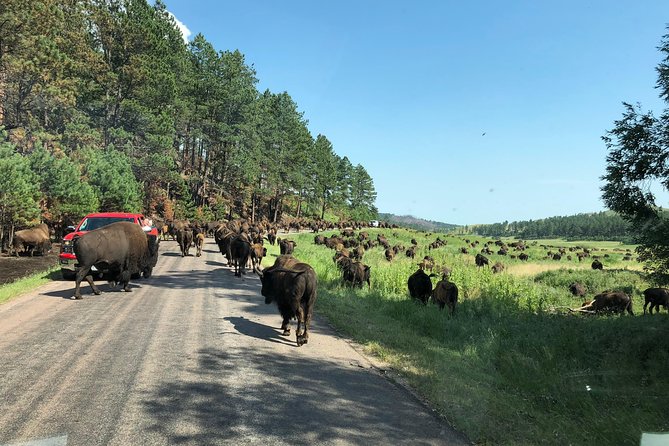 Premiere Private Black Hills Tour: Mt Rushmore, Crazy Horse & Custer State Park - Mount Rushmore National Memorial