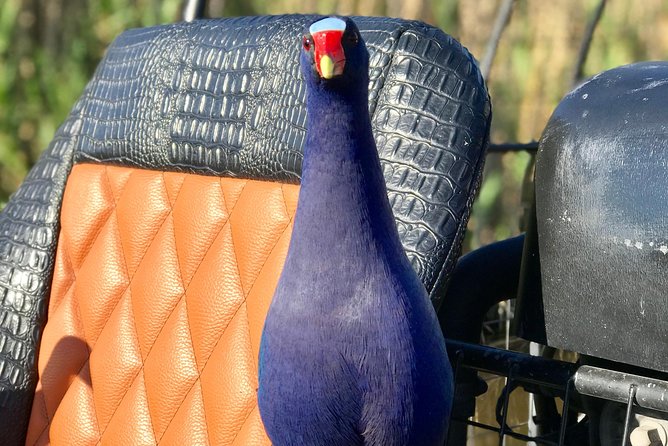 Private 1.5-Hour Airboat Tour of Miami Everglades - Tips for a Memorable Airboat Adventure