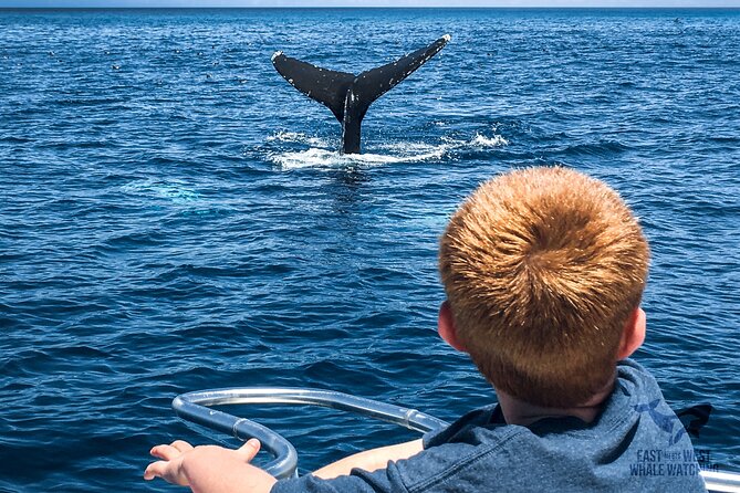 Private 2hr Supreme Whale/Dolphin Watching Tour, Newport Beach CA - Wildlife Sightings