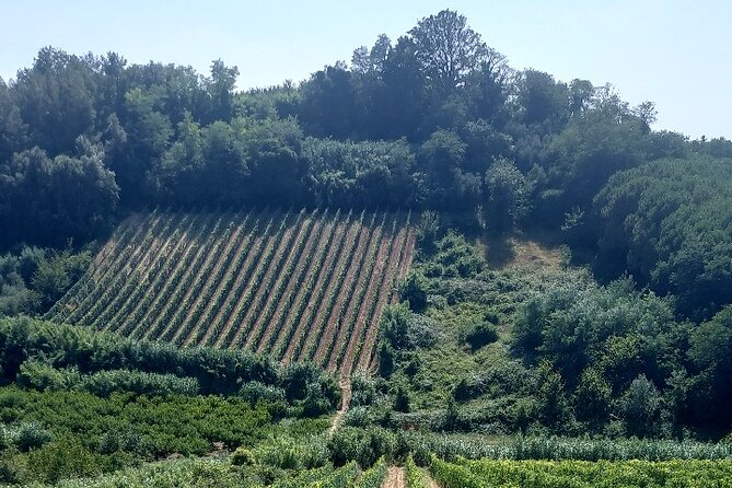 Private Guided Tour to Pisa and Local Wine Farm From Livorno - Exploring Pisa