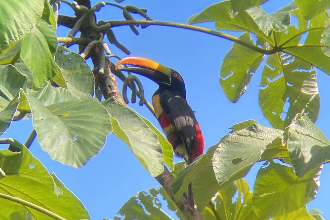 Private Nature Walk in Manuel Antonio National Park - Pricing and Booking Information
