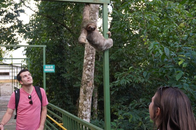 Private Tour Rio Celeste, Waterfalls, Rainforest, Sloth Encounter - Culinary Delights