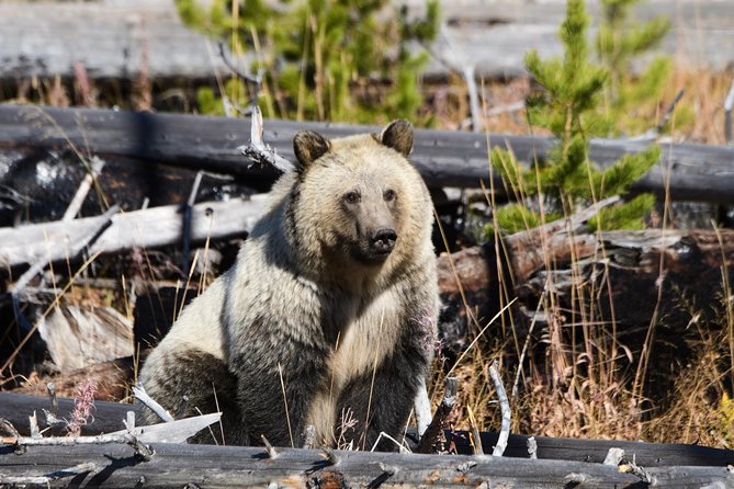 Private Yellowstone Old Faithful and Lower Loop Tour - Expert Guides and Their Insights