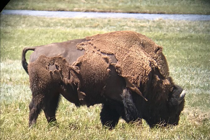 PRIVATE Yellowstone Tour 4 or More People- Picnic, Binoculars, Spotting Scope - Comfortable and Accessible Transportation Options
