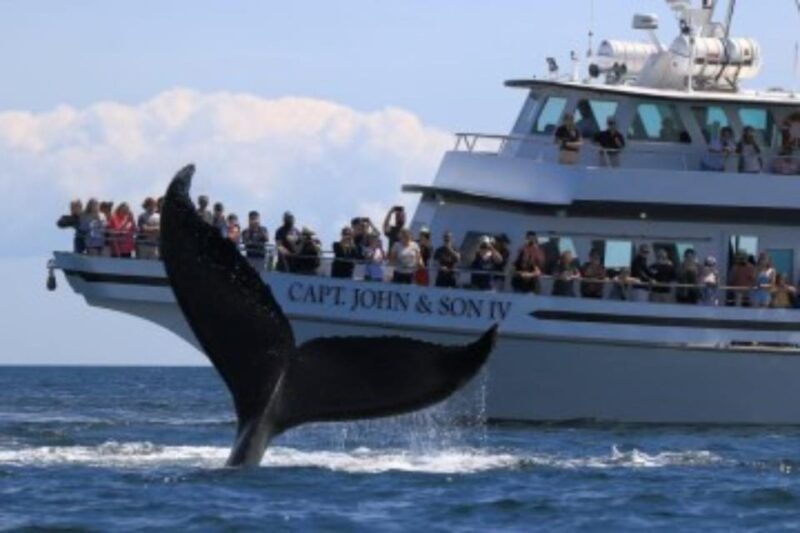 Provincetown: Whale Watching Cruise - Final Thoughts