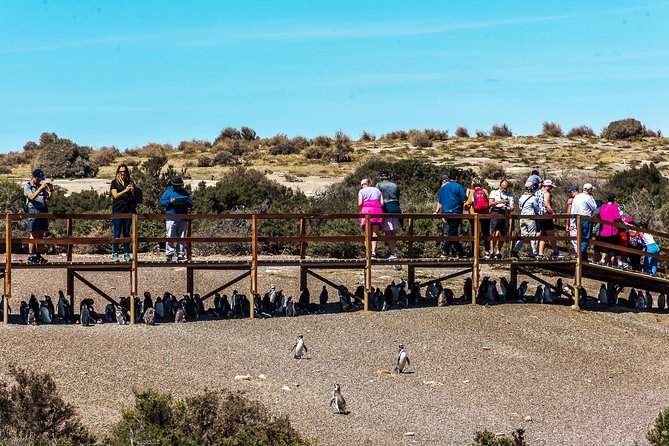 Punta Tombo Shore Excursion W/Box Lunch(Shared Tour for Cruises) - Customer Ratings and Reviews