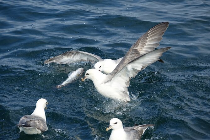 Reykjaviks Finest Catch: Guided Sea Angling Tour for All Levels - The Crew: Expertise and Hospitality