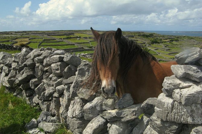 Ring of Kerry Day Tour From Cork: Including Killarney National Park - Booking Information