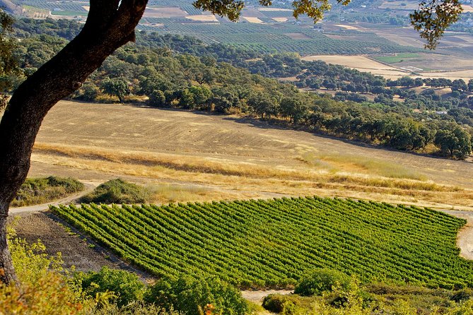 Ronda Private Wine Tour + Free Time in Ronda - What to Expect on the Tour