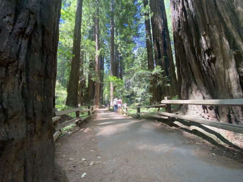 San Francisco Tour to Muir Woods Giant Redwoods & Sausalito - Final Stops and Return