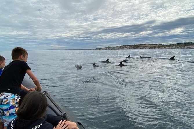 Sea Trip Along the Basque Coast, Departure From Saint-Jean-De-Luz - Traveler Reviews and Feedback