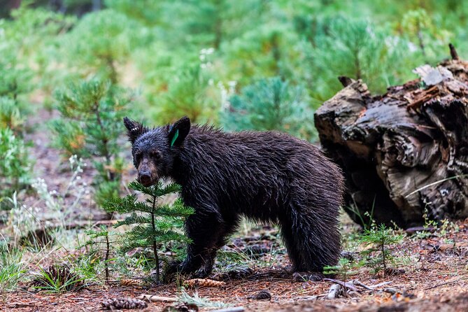 Shenandoah National Park Self-Guided Driving Audio Tour - Exploring More Parks With the App
