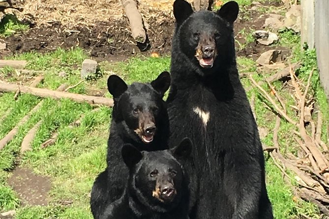 Simply Amazing Sitka Tour: Fortress of the Bear, Alaska Raptor, & Totems - Customer Experiences and Feedback