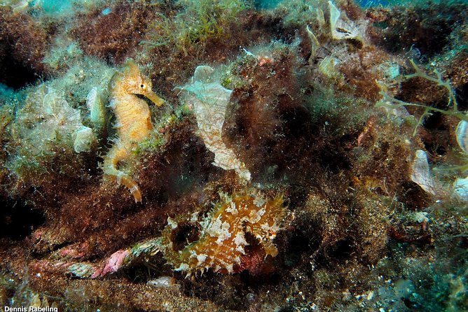 Single Dive for Qualified Divers From Shore, Region Puerto Del Carmen. - Booking and Confirmation