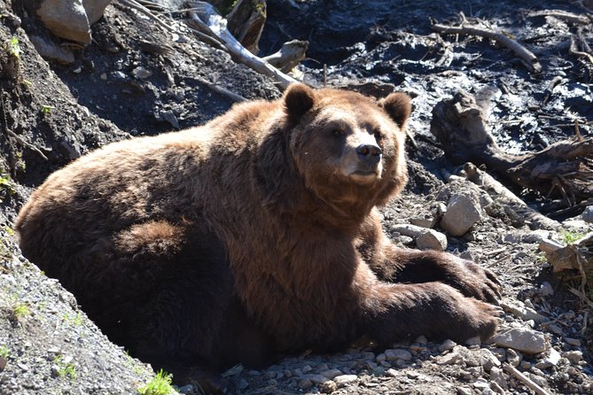 Sitka Sightseeing Tour Including Fortress of the Bear and Totem Poles - Accessibility and Child Policy