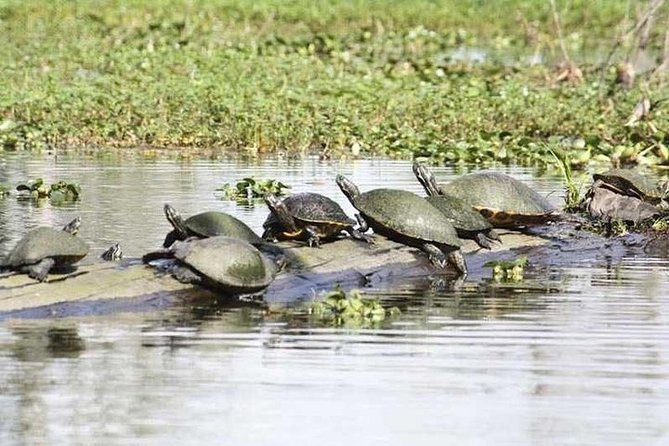 Small-Group Airboat Swamp Tour with Downtown New Orleans Pickup - Who Will Love This Tour
