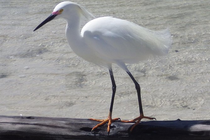 Small Group Boat, Kayak and Walking Guided Eco Tour in Everglades National Park - Customer Testimonials and Feedback