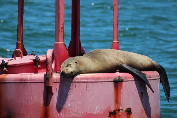 Small-Group Yacht Sailing Experience on San Diego Bay - Discovering San Diegos Waterfront Wonders