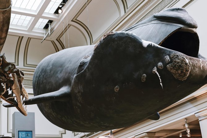 Smithsonian Museum of Natural History Guided Tour - Semi-Private 8ppl Max - Key Attractions and Exhibits