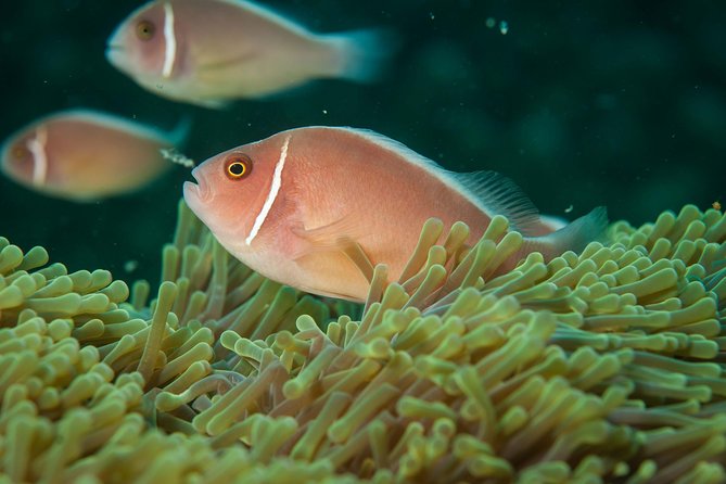Snorkeling Adventure at Koh Chang  Departing from Koh Chang - FAQ
